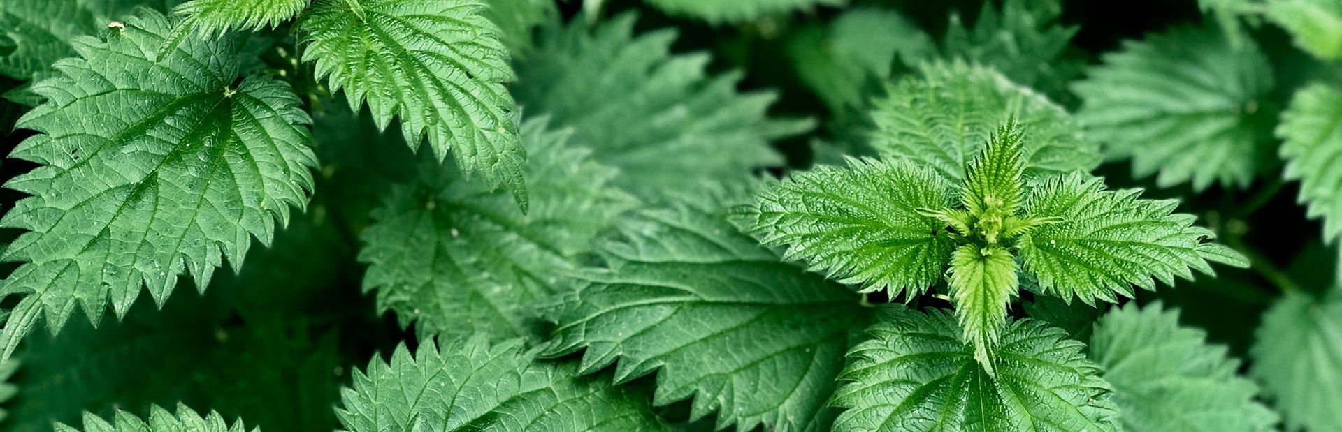 Common nettle - The Wildlife Garden Project